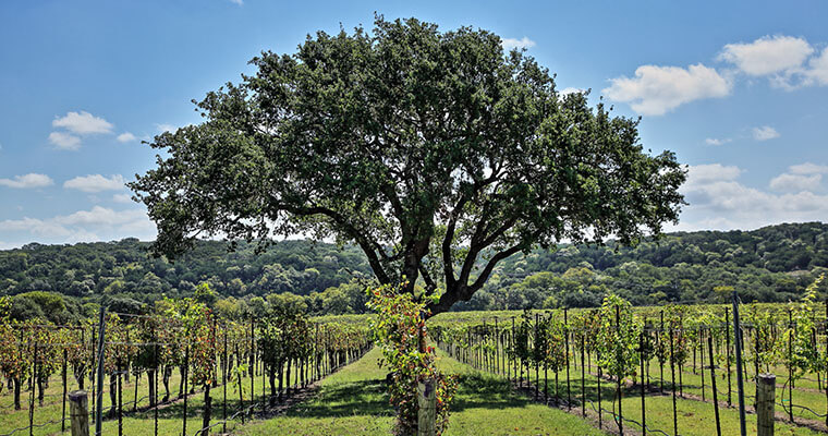 Intertek PSI Grapevine